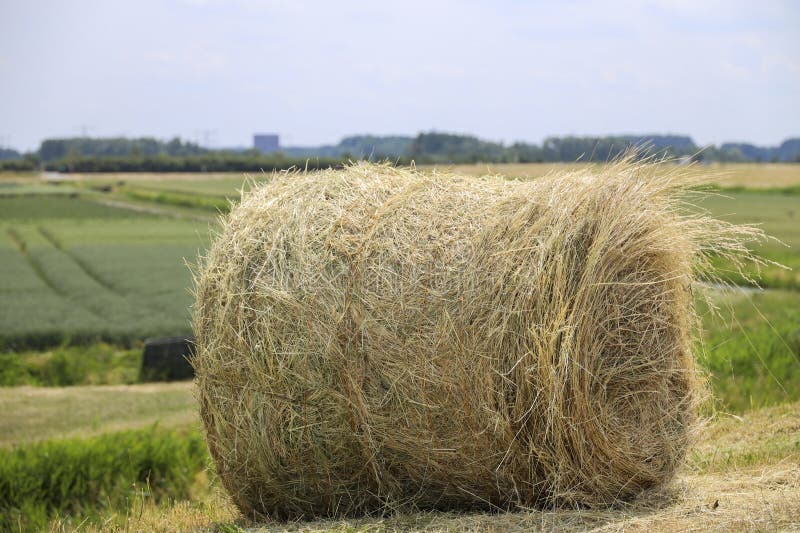 Cut Sides of Road Like Hay in a Roll Stock Photo - Image of agriculture ...