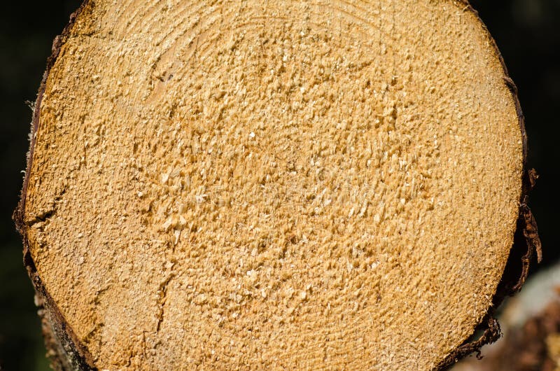 Cut spruce log stock photo. Image of shape, timber, closeup - 40585548