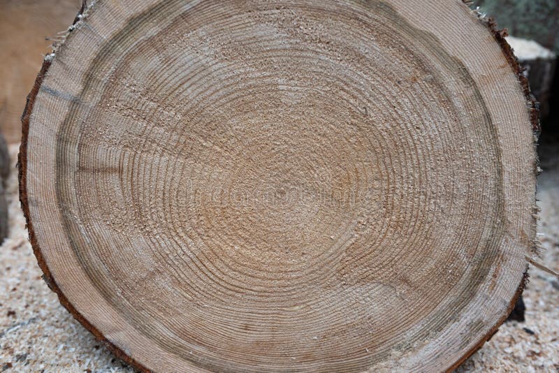 Cut spruce tree close up stock photo. Image of brown - 232898738