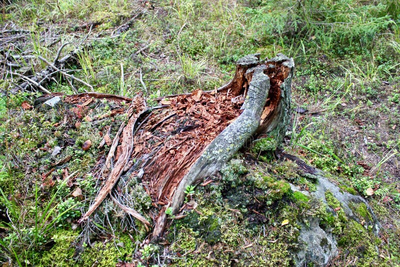 FallenTree02 stock photo. Image of death, fallen, forestry - 159316644
