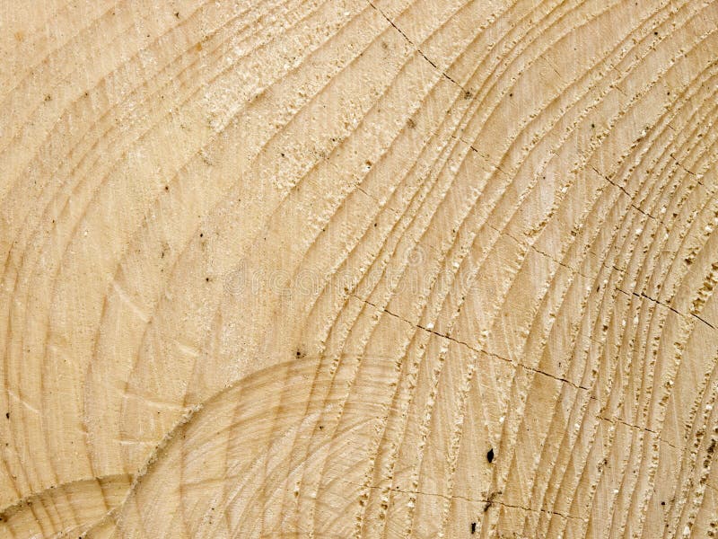 Cut spruce wood texture stock photo. Image of nature - 13857646