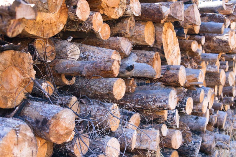 Cut and Stacked Logs of Different Sizes. You Can See the Rings in the ...