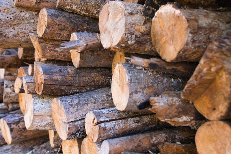 Cut and Stacked Logs of Different Sizes. You Can See the Rings in the ...