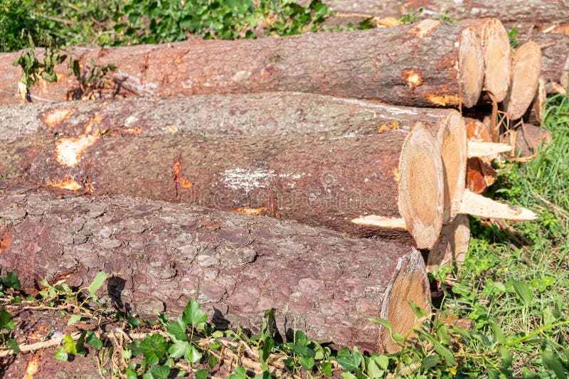 Cut and Stacked Pine Logs, Wood Pile Stock Image - Image of rustic ...