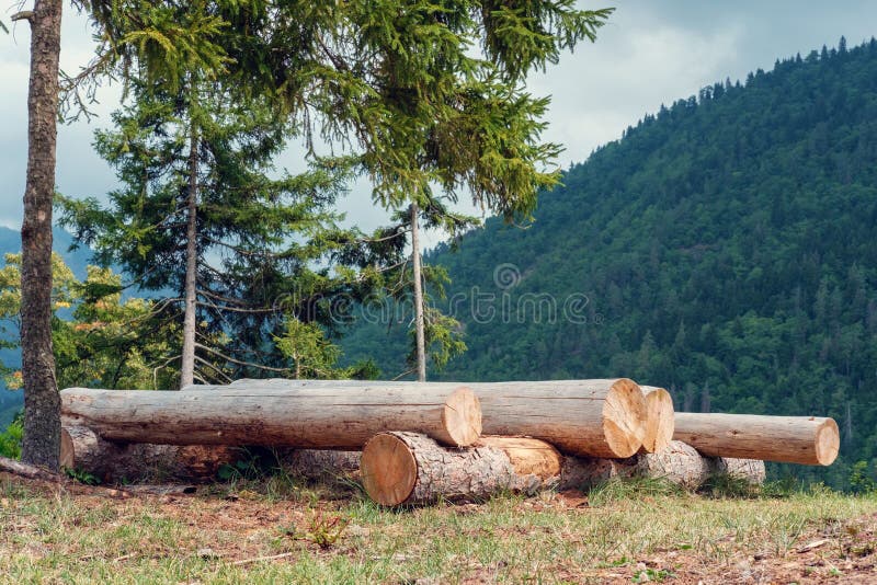 Cut Spruce Logs in the Forest Stock Photo - Image of firewood, outdoor ...