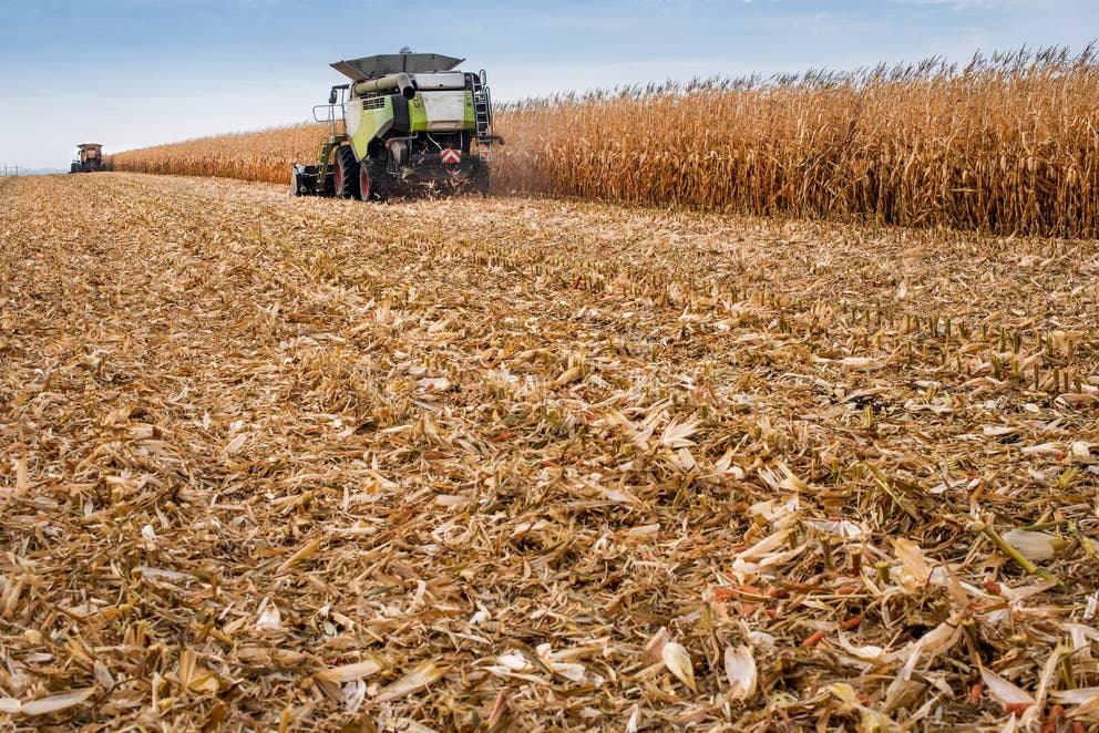 Cut Stalks of Corn after the Combaine Work Stock Photo - Image of ...