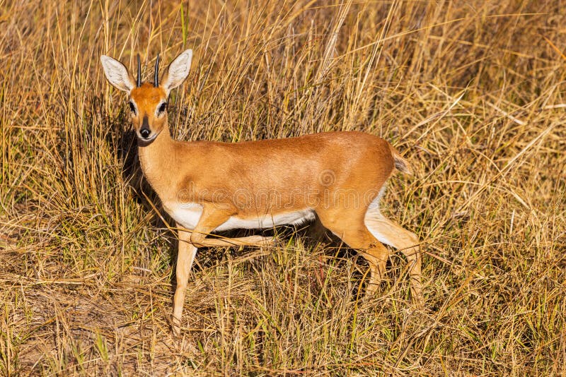 Cut Steenbock in the Evening Sun in the Bush of Zimbabwe Stock Photo ...
