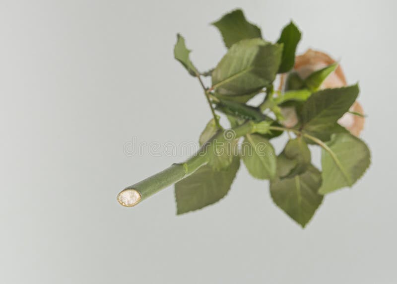 Cut on the Stem of a Pink Rose. Close-up Stock Image - Image of ...