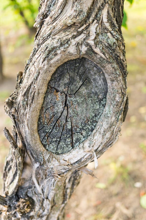 Cut stem spot stock photo. Image of twig, stem, spot - 45019816