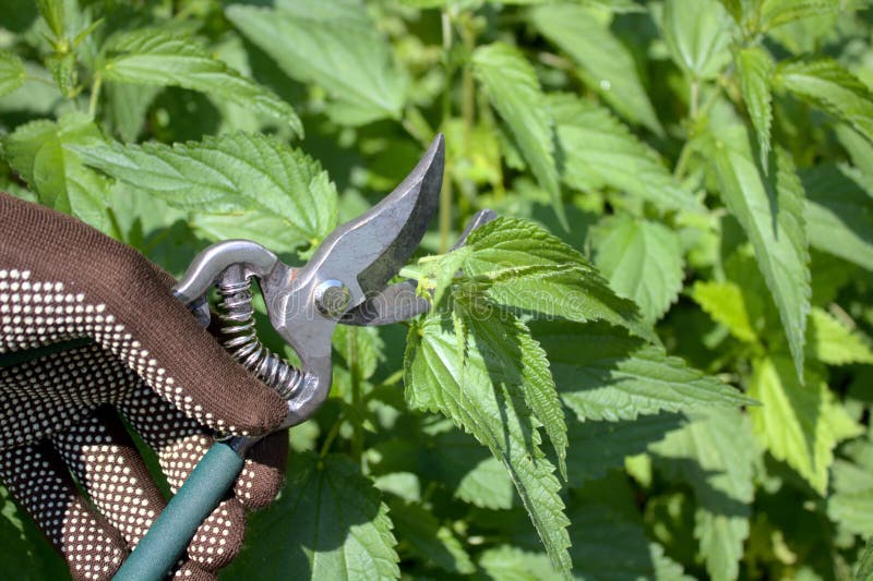 Cutstingingnettles Stock Photos - Free & Royalty-Free Stock Photos from ...