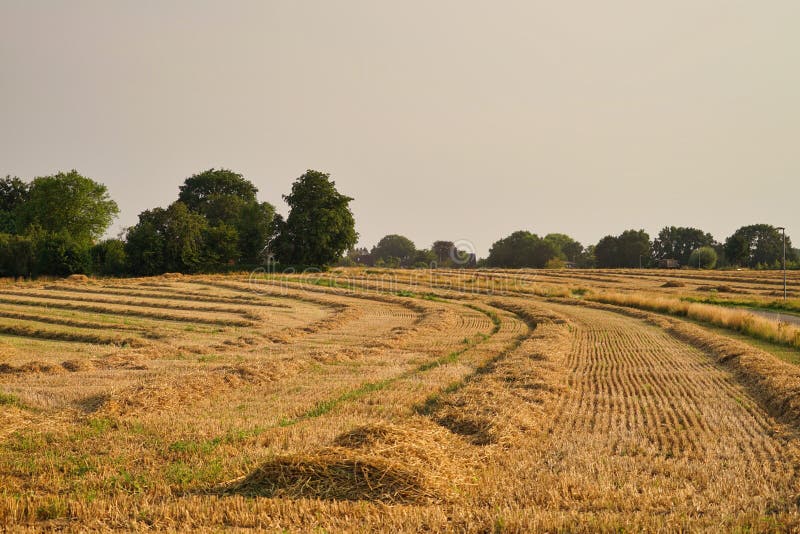 Cut Straw Lines on Field in Late Summer Stock Photo - Image of harvest ...