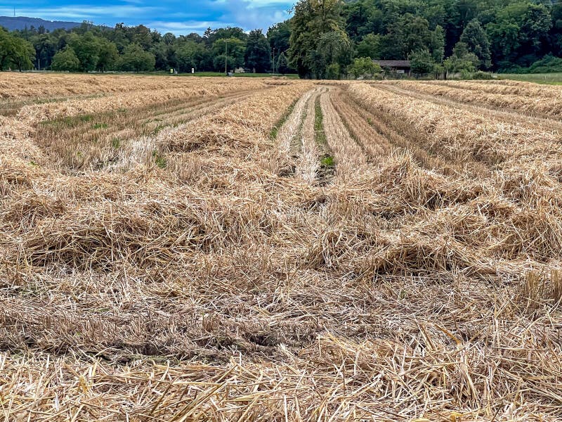 Cut straw in rows on field stock photo. Image of europe - 327626670