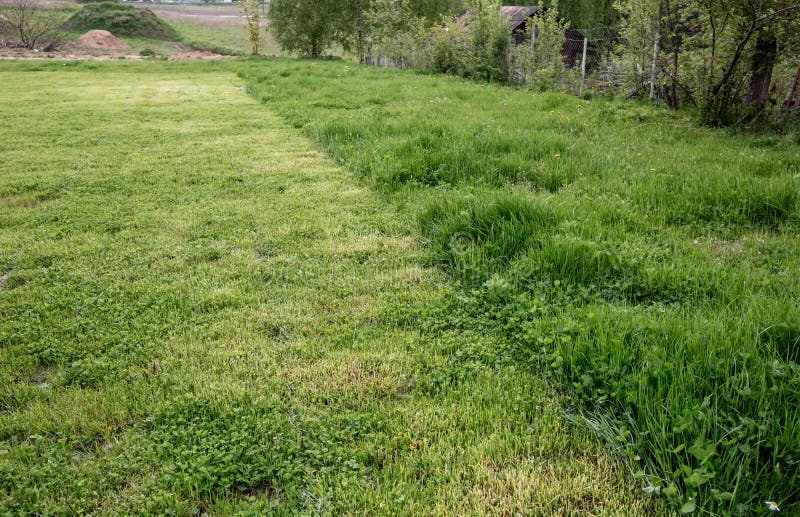 Cut Strip of Green Grass. Mowing the Lawn, Close-up Stock Photo - Image ...