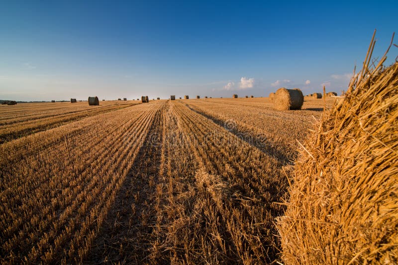 Stubble Lines and Straw Rolls, Top View from Roll Stock Image - Image ...