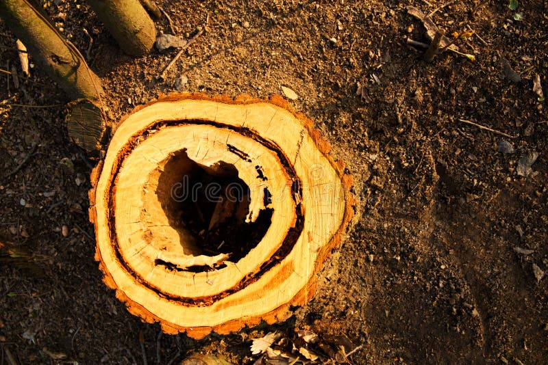 Cut stump stock image. Image of forest, circle, ecology - 52650945