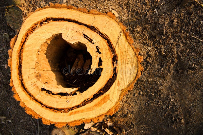Cut stump stock photo. Image of center, crack, clear - 52650984