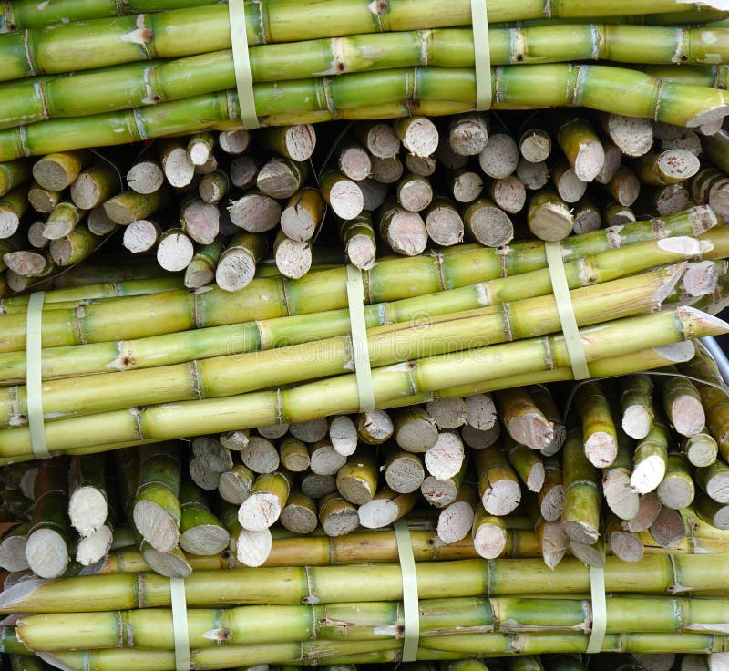 Cut Sugar Cane is Prepared for Juicing Stock Photo - Image of straight ...