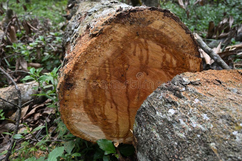 A Cut Surface of a Fallen Live Jack Fruit Tree Trunk with the Tree Sap ...