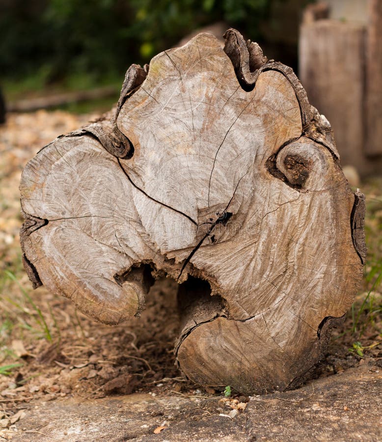 Cut surface old log stock image. Image of timber, wood - 37241363