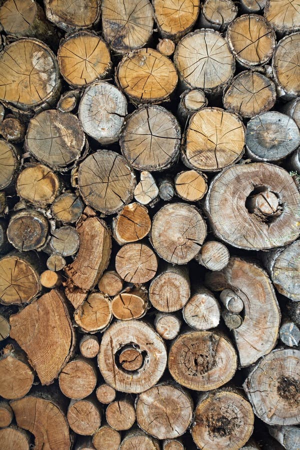 Cut Surfaces of Many Tree Trunks Layered into a Pile As Background ...