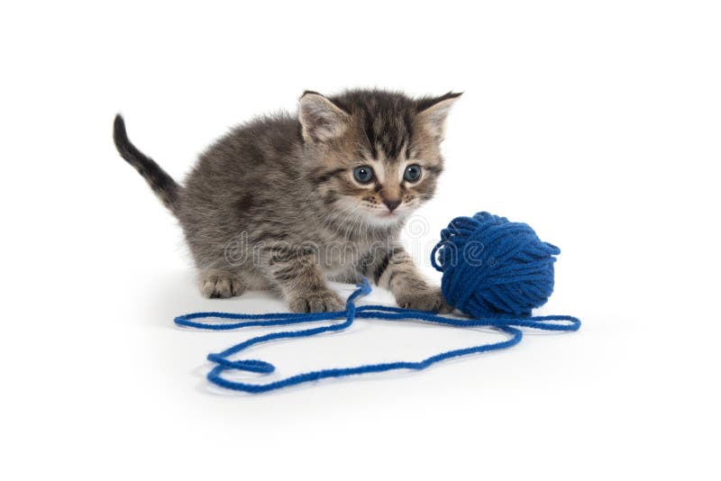 Cut tabby with blue yarn stock photo. Image of blue - 179064228