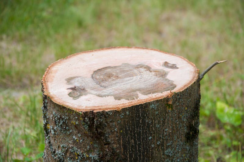 Cut Thick Tree Trunk. Wood Texture Stock Photo - Image of cuts, thick ...