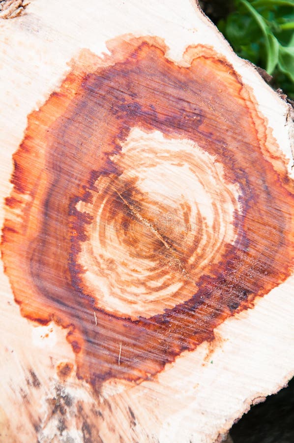 Cut Thick Tree Trunk. Wood Texture Stock Image - Image of white, lumber ...