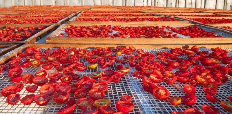 Sun-dried tomatoes stock image. Image of panoramic, drying - 213982043