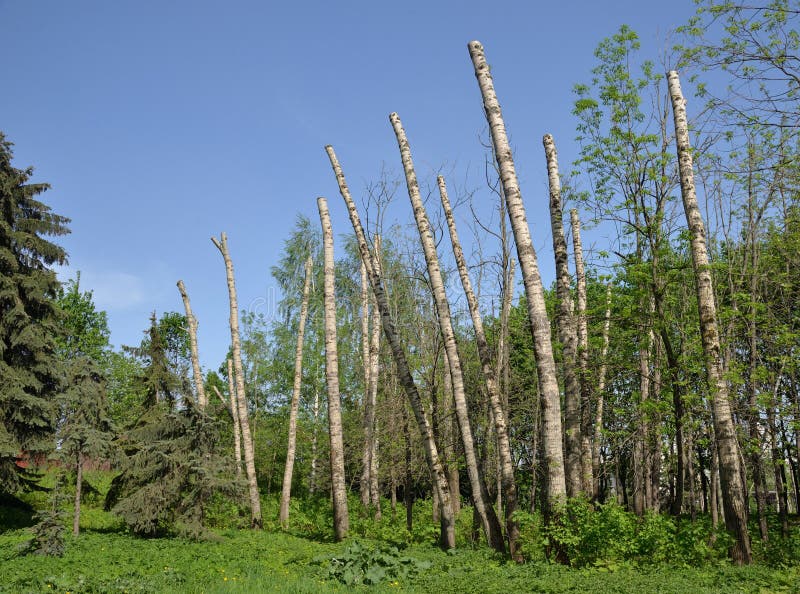 Cut Tops of Aspen Tree in Early Spring in Park Stock Image - Image of ...