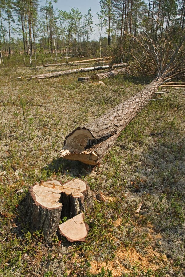 The cut tree stock photo. Image of pine, environment - 10278672