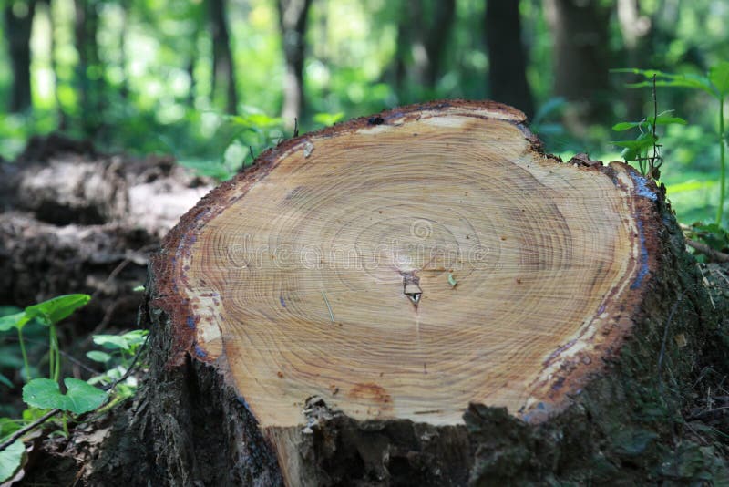 Cut tree stock image. Image of life, annual, rings, lost - 17015179
