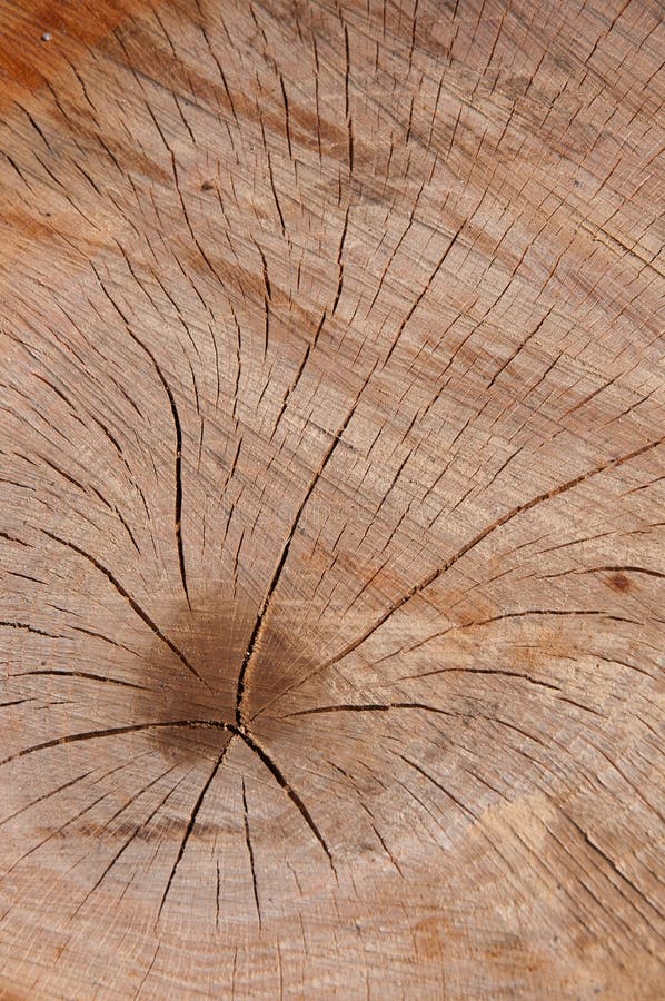 Cut tree stock image. Image of environment, trunk, bark - 21919775