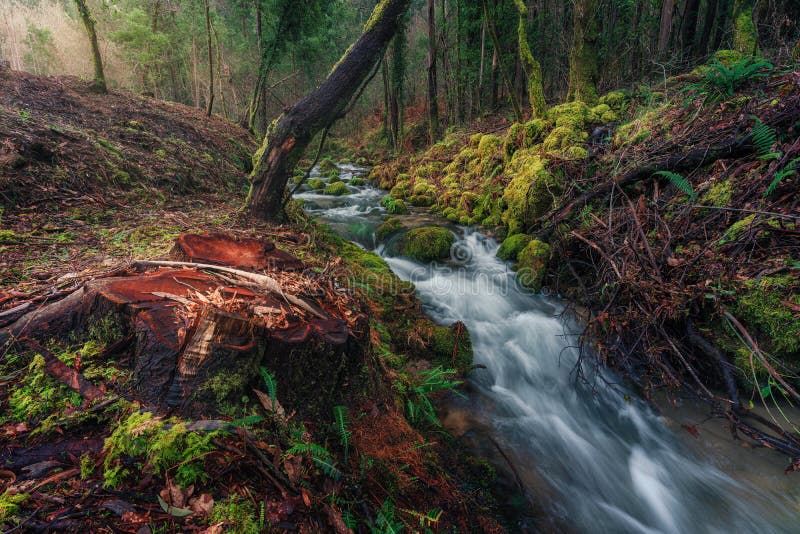 Logged Tree in the River in Gondomar, Galicia, Spain Stock Image ...