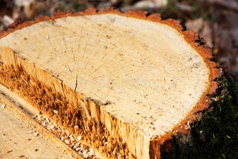 Cut a tree stock image. Image of harvest, lumberjack - 38408063