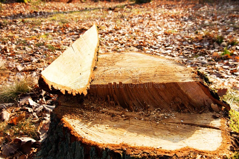Cut a tree stock photo. Image of forest, lumberjack, logger - 38408540