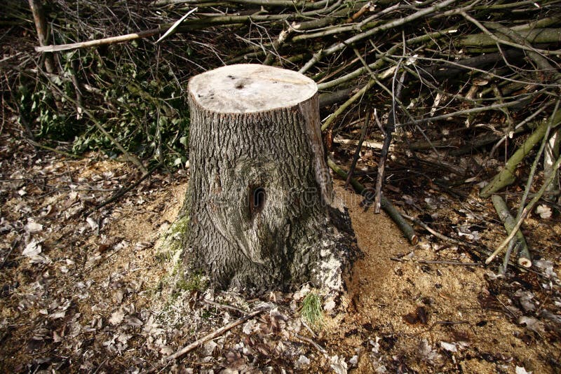 Cut tree stock photo. Image of forest, vandalism, energy - 8908322