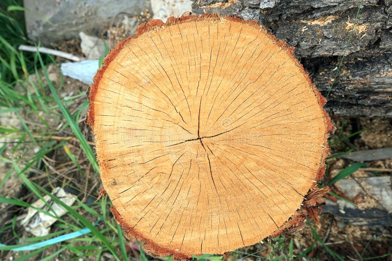 Cut Tree with Annual Ring. Stack of Firewood Stock Photo - Image of ...