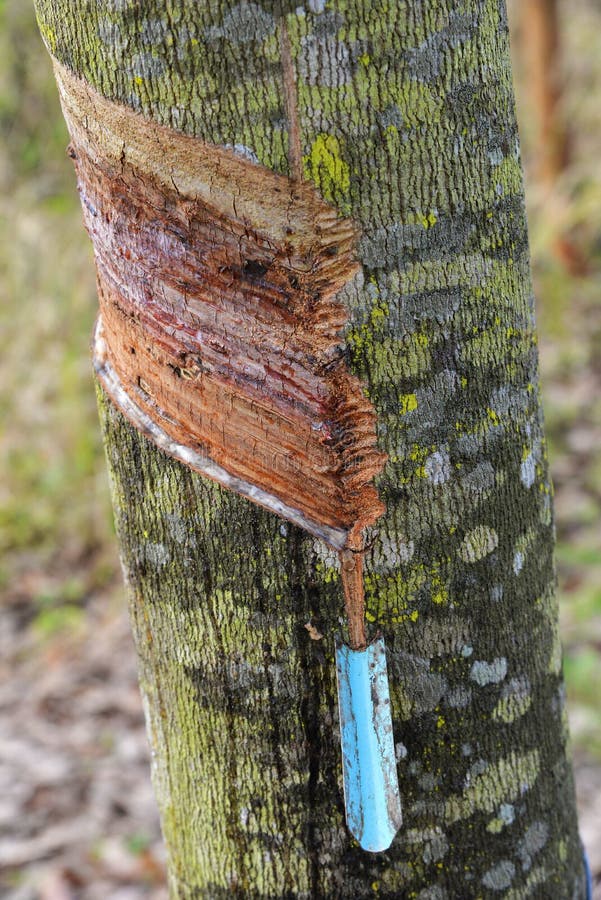 Bark of Rubber Tree Seed on Rubber Tree Seeds, Hevea Brasiliensis Seeds ...