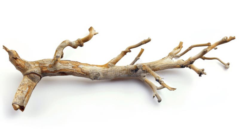 Cut Tree Branch Lying on Ground Stock Photo - Image of ecology, forest ...