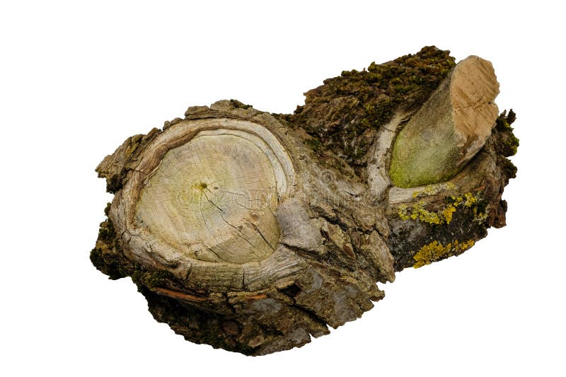 Cut Tree Branches. Crown Reduction, Crown Thinning, Dead Pruning Stock ...