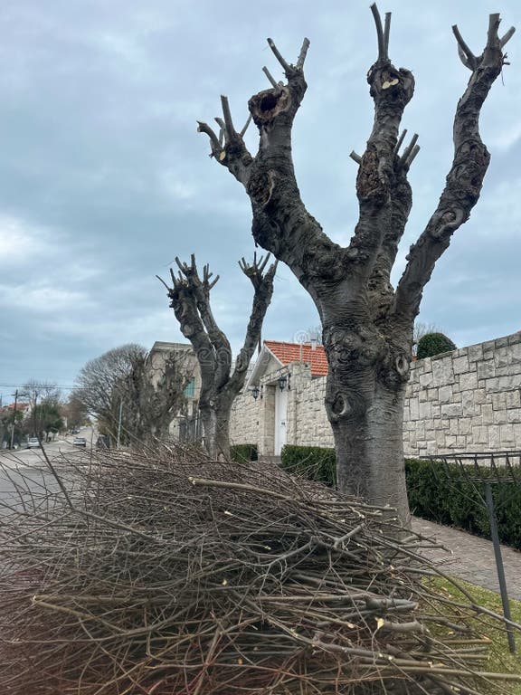 Cut Tree Branches Lying on the Road with Leafless Trees N the ...