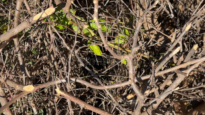 Twigs Background Stock Footage & Videos - 3,697 Stock Videos