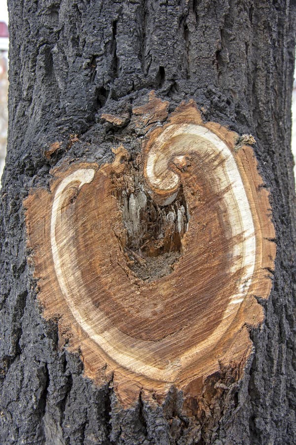 Cut Tree Branches in the Shape of a Heart. Stock Image - Image of shape ...