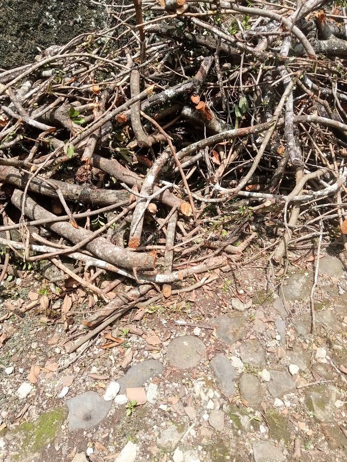 Cut Tree Branches Twigs Twig Stock Photo - Image of twigs, twig: 345613922