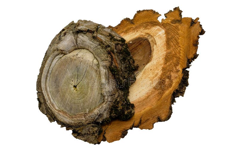 Cut Tree Branches White Background. Crown Reduction, Crown Thinning ...