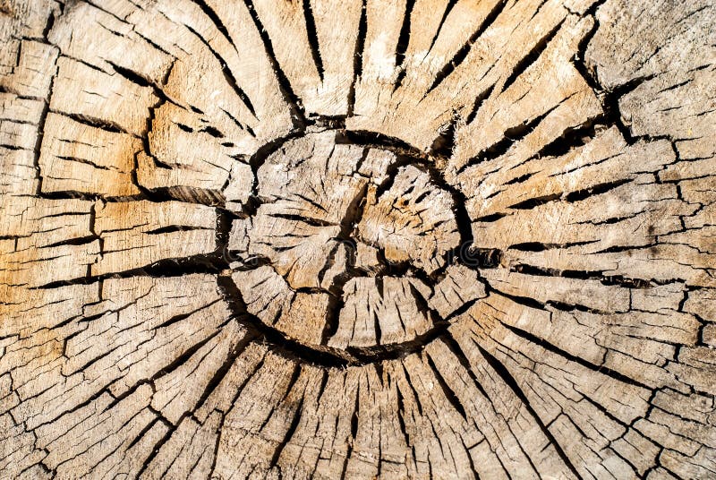 Tree trunk circles stock photo. Image of wood, circle - 20942520