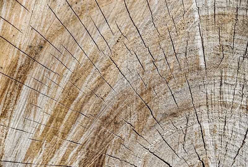 Cut Tree Cracked Stump Surface Texture. Cutting a Cross-tree with ...