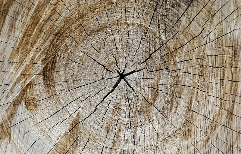 Cut Tree Cracked Stump Surface Texture. Cutting a Cross-tree with ...