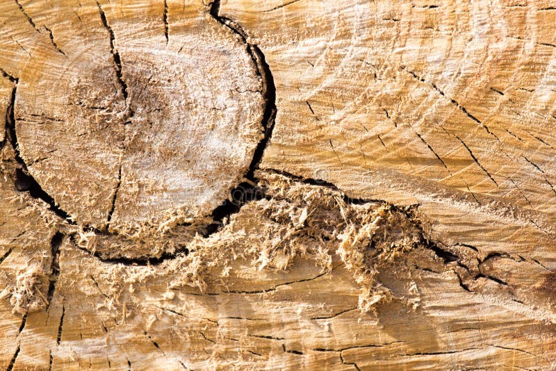 Cut the tree crown . stock photo. Image of closeup, growth - 100546660