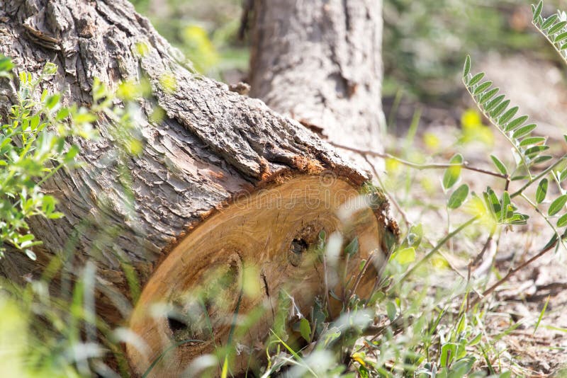 Cut the tree crown stock image. Image of nature, plant - 100934907